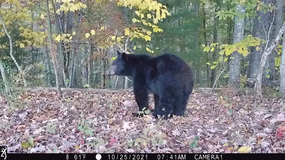 Guided Hunts in the North Carolina Mountains — Mile High Outfitters