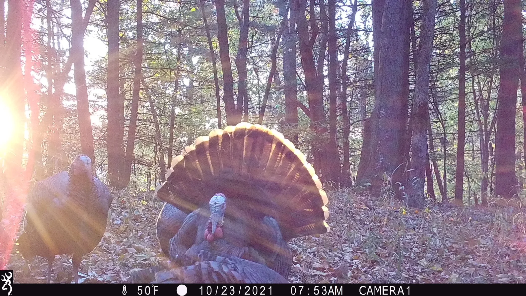 Guided Hunts in the North Carolina Mountains — Mile High Outfitters