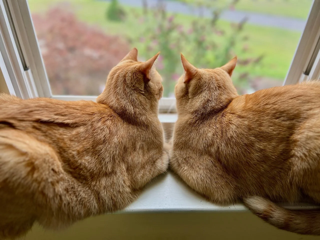 Angry New Members — Amanda Lea Kaiser