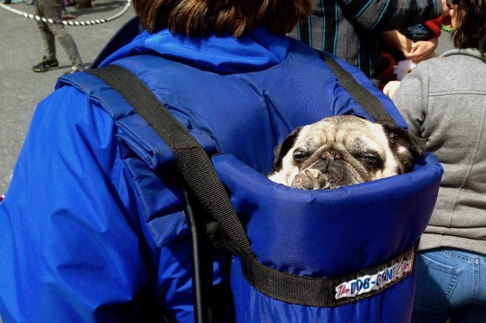 Happy Ski Goggle Wearing Dog — Amanda Lea Kaiser