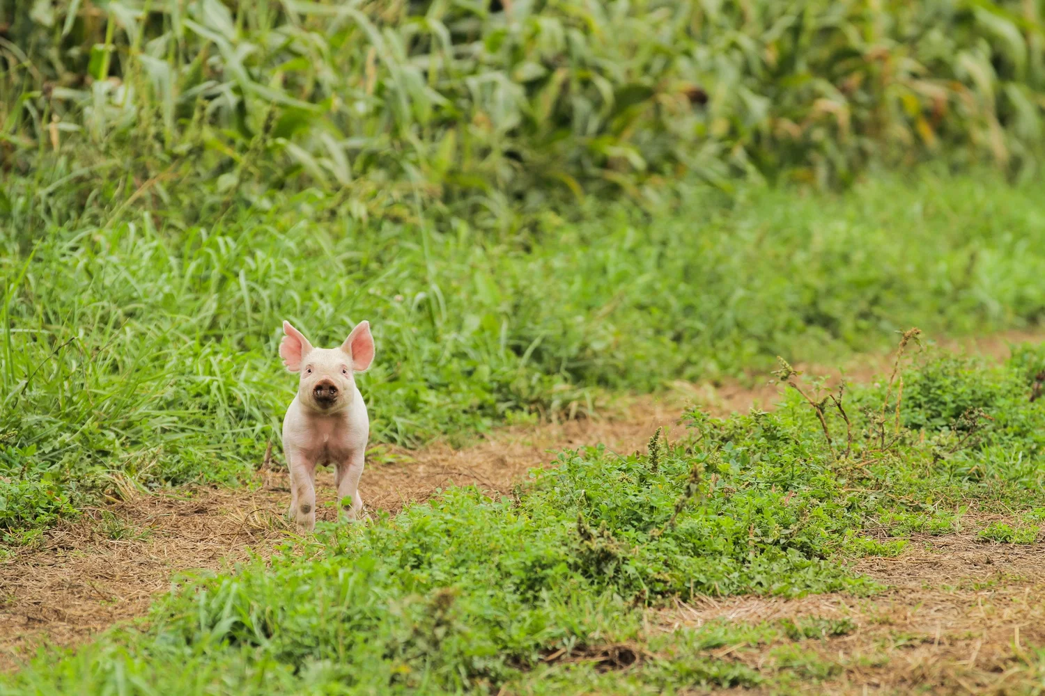 Seven W Farm | Pasture Raised Pigs | Paullina, IA