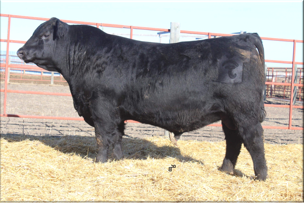 Our Herd — Clear Creek Angus