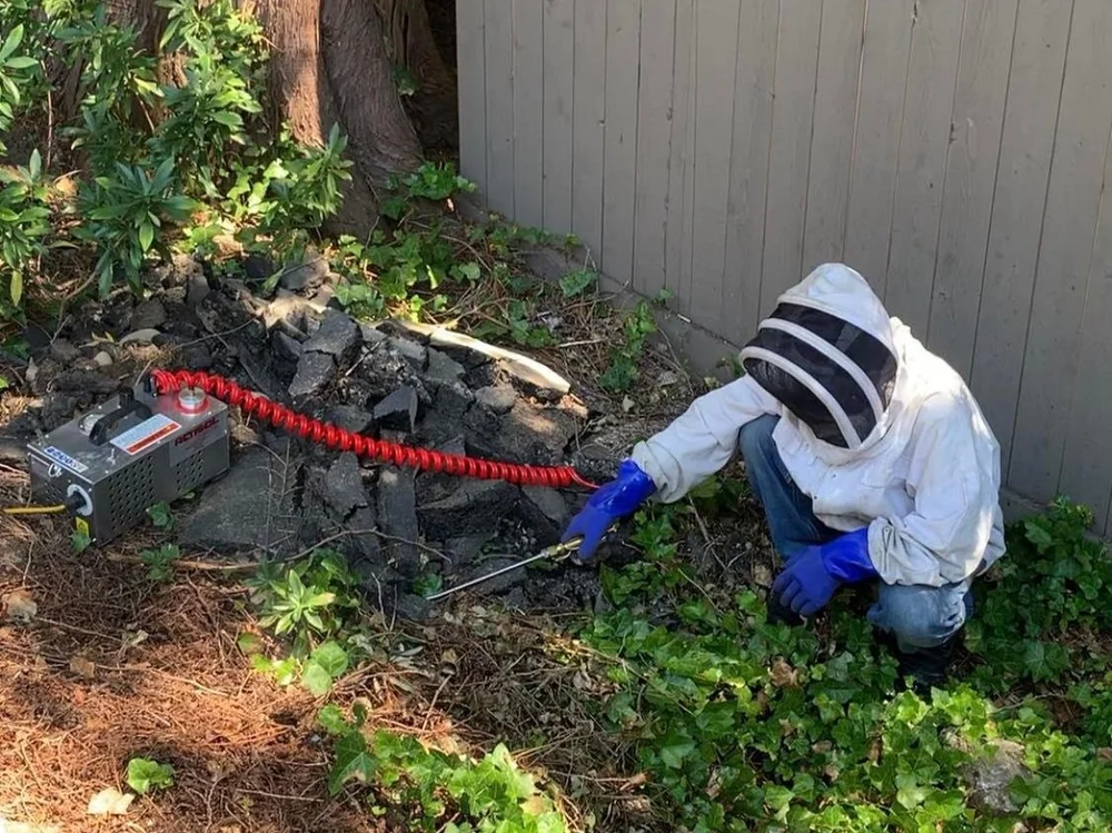 Identify a Pest — Ideal Pest Control