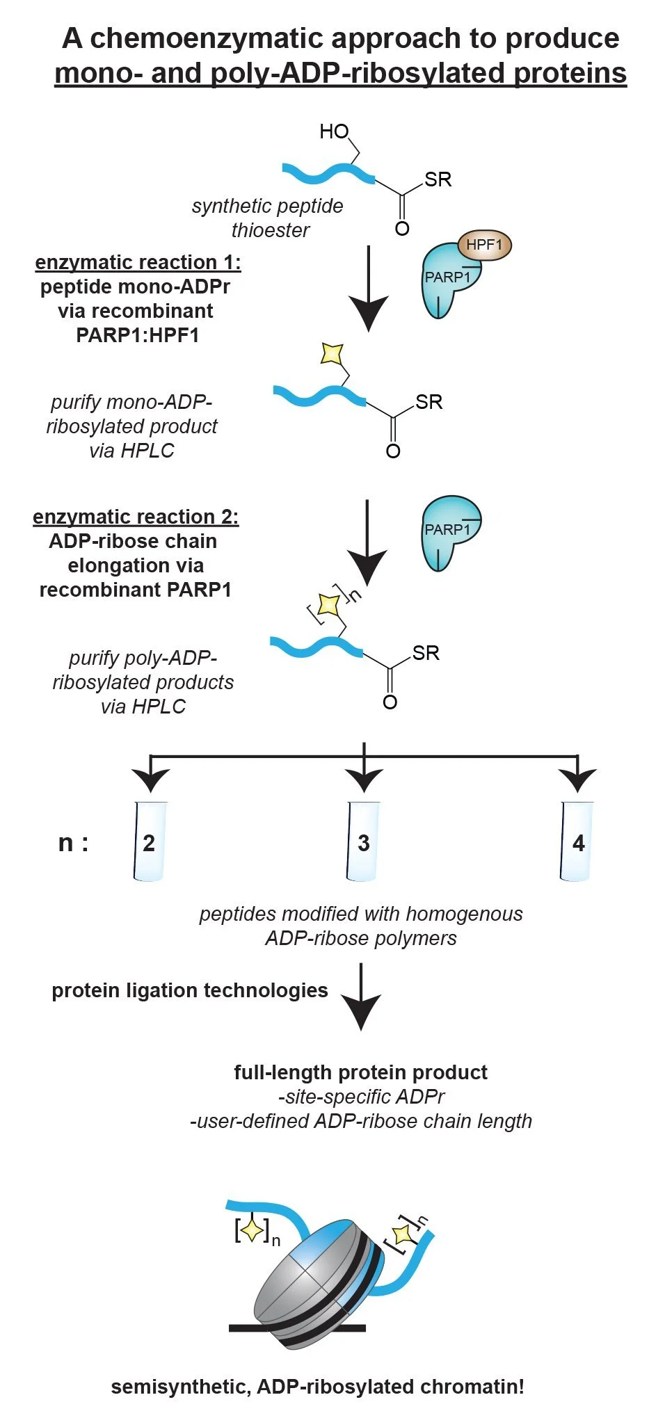Publications — Liszczak Lab