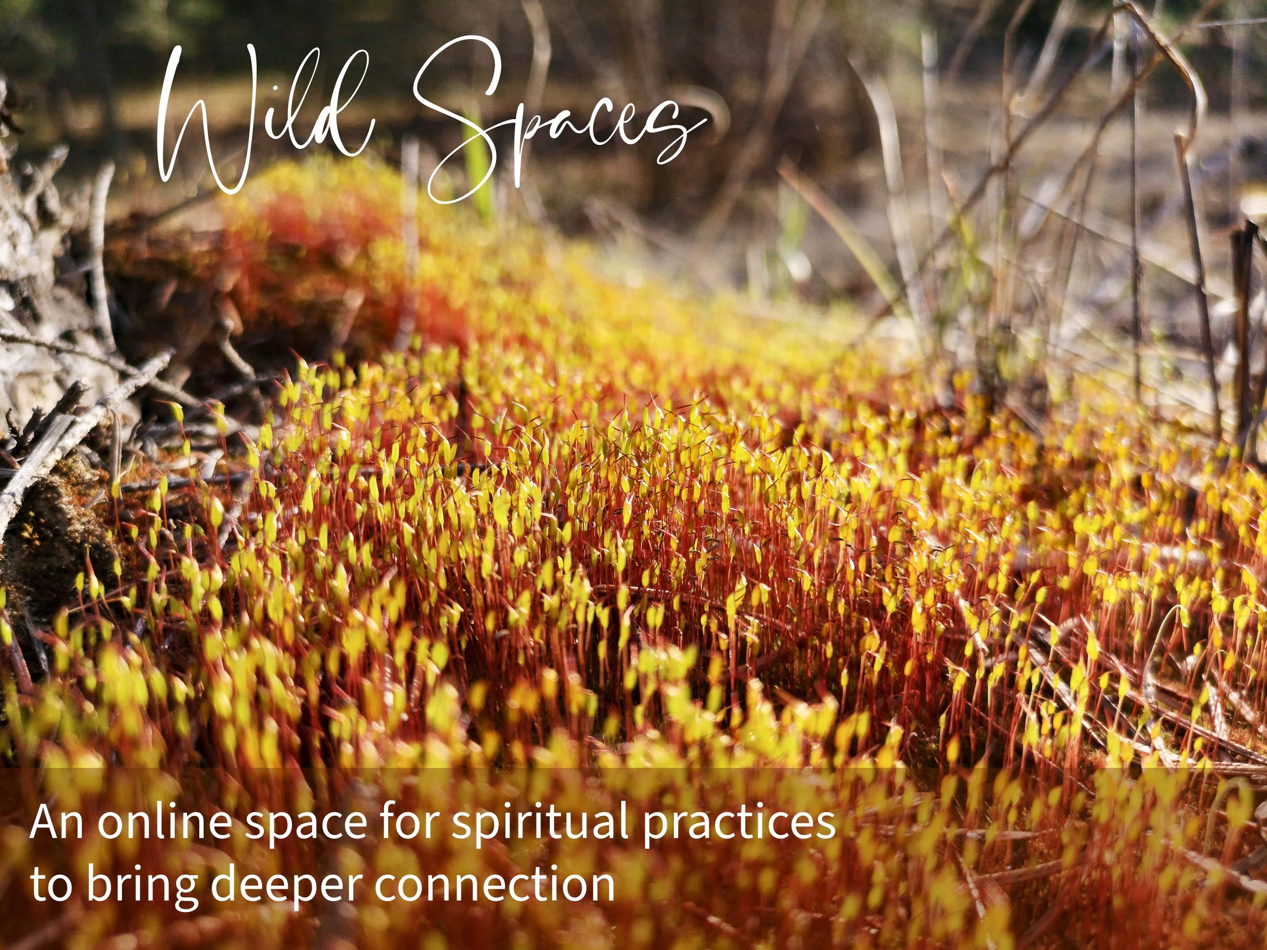 Wild Church Online — Wild Church BC