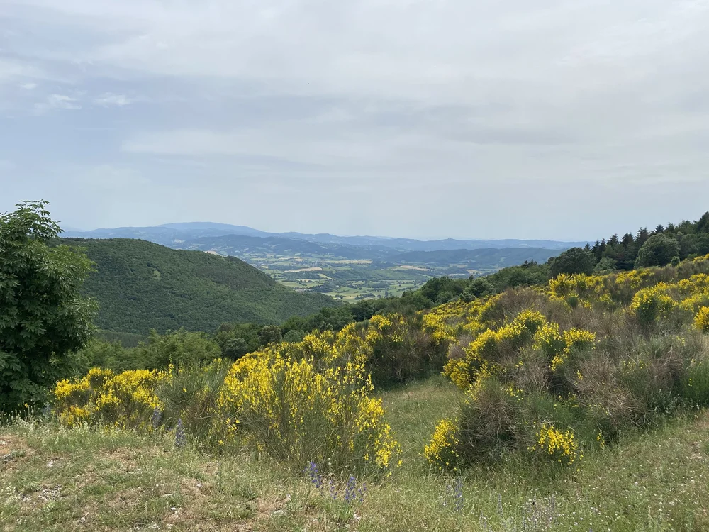 Dr. Victoria Dobbins, PhD, LMFT, ATR-BC