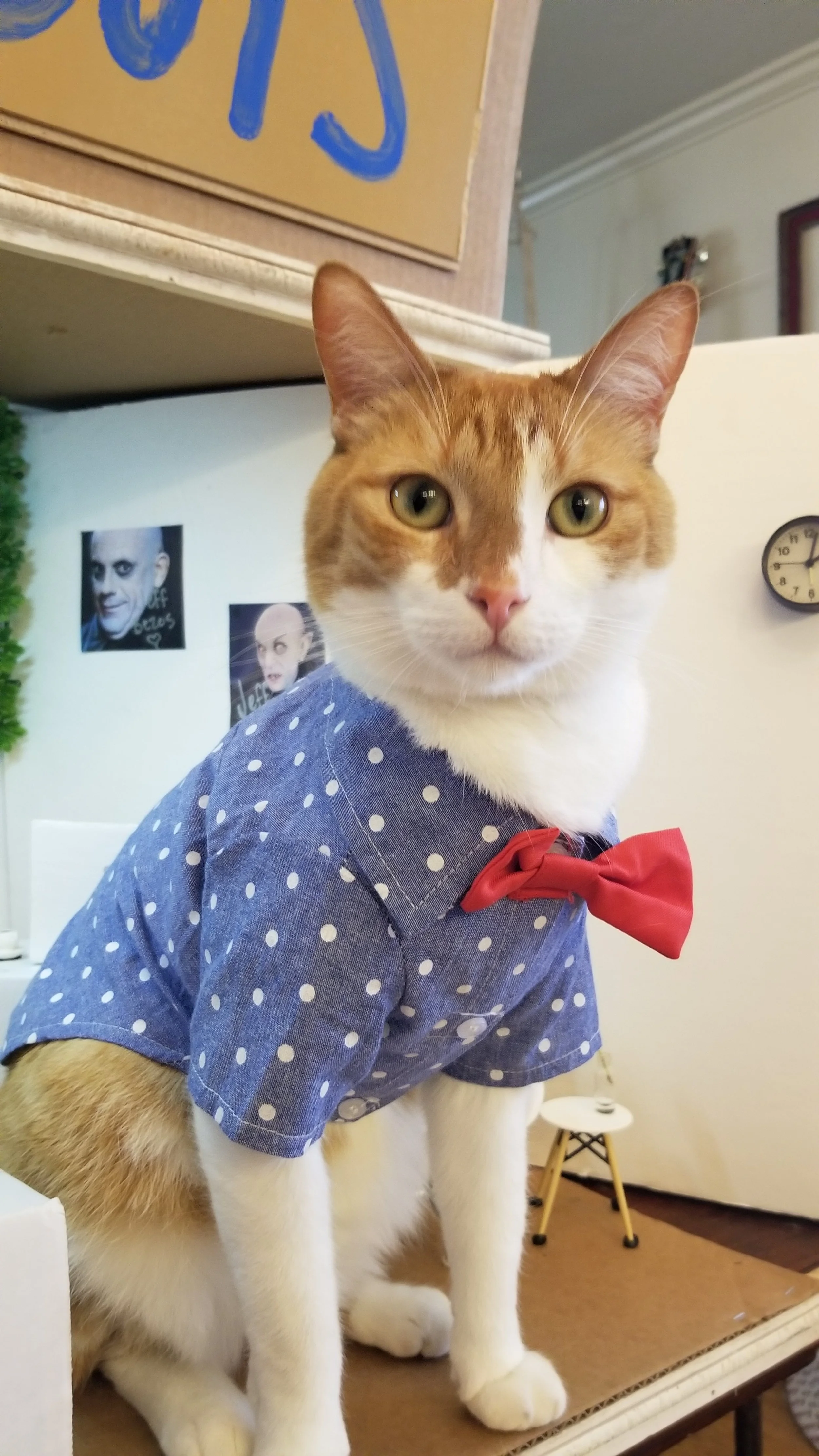 Official Business Cats Website