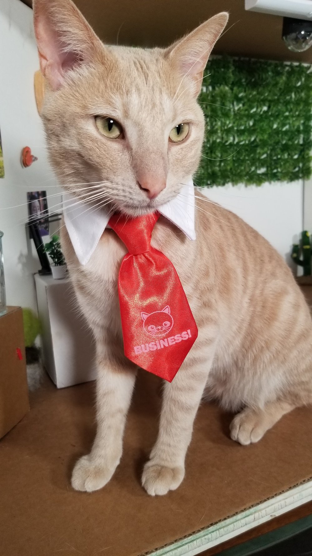 Official Business Cats Website
