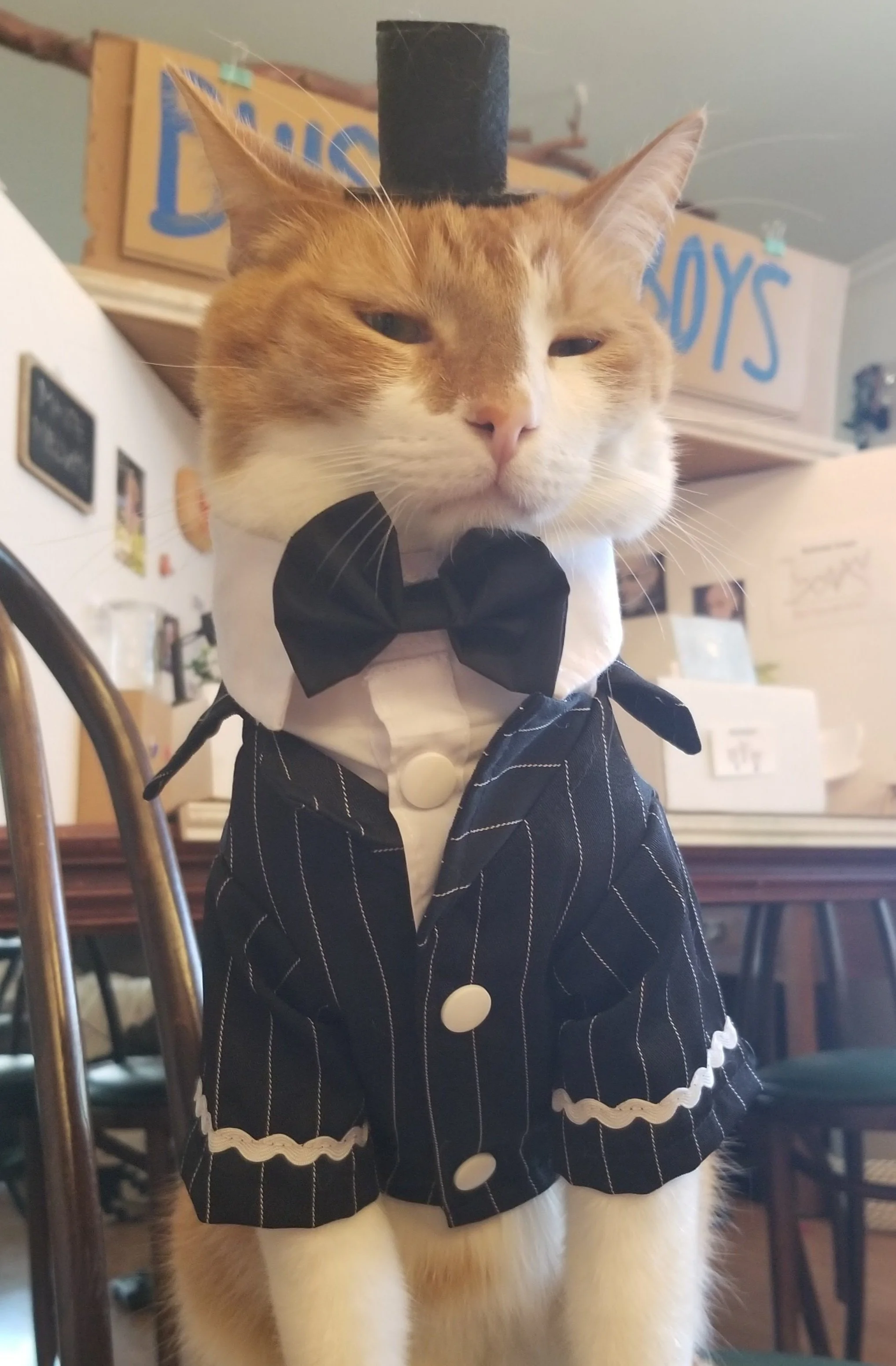 Official Business Cats Website