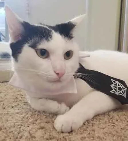 Official Business Cats Website