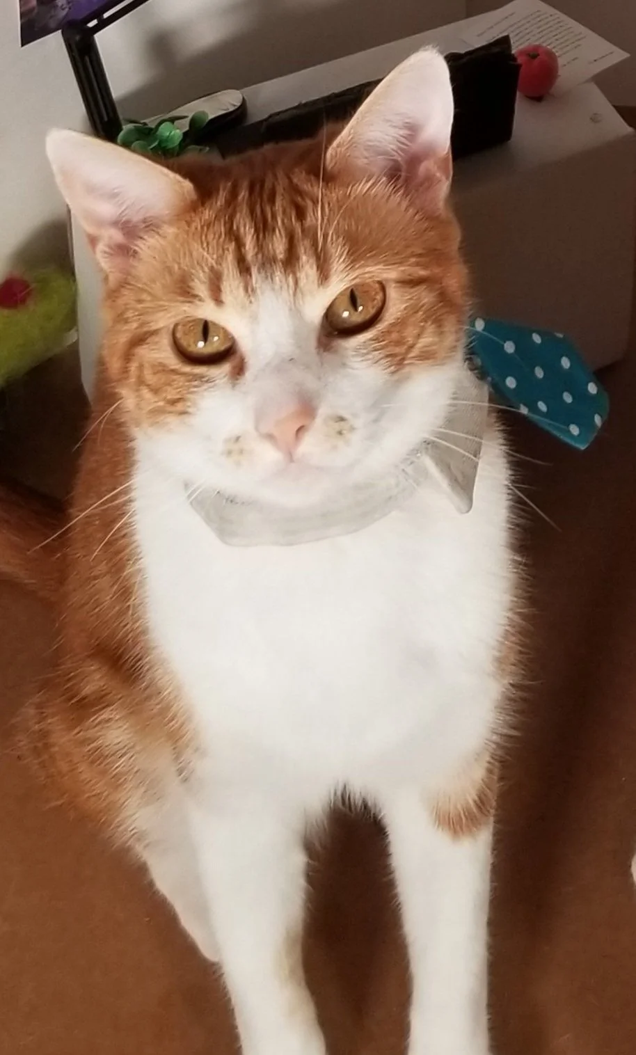 Official Business Cats Website