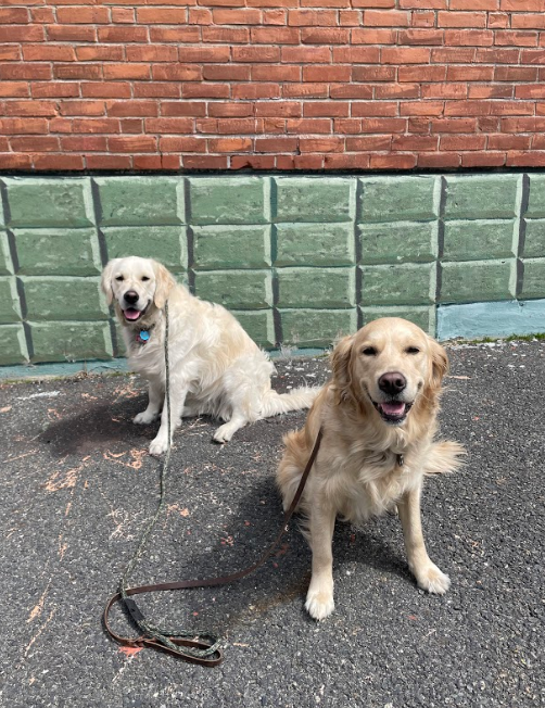 Services | Dogs in Progress