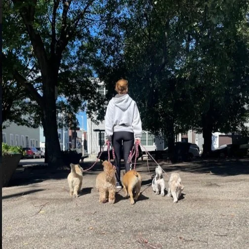 Services | Dogs in Progress