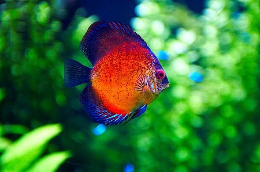 Classes — Capital Exotic Fish | Washington’s Home for Specialty Fish ...