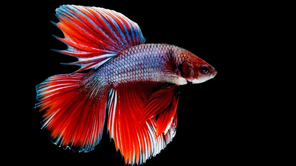 Store News — Capital Exotic Fish | Washington’s Home for Specialty Fish ...