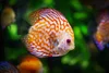 Our Story — Capital Exotic Fish | Washington’s Home for Specialty Fish ...