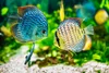 Our Story — Capital Exotic Fish | Washington’s Home for Specialty Fish ...