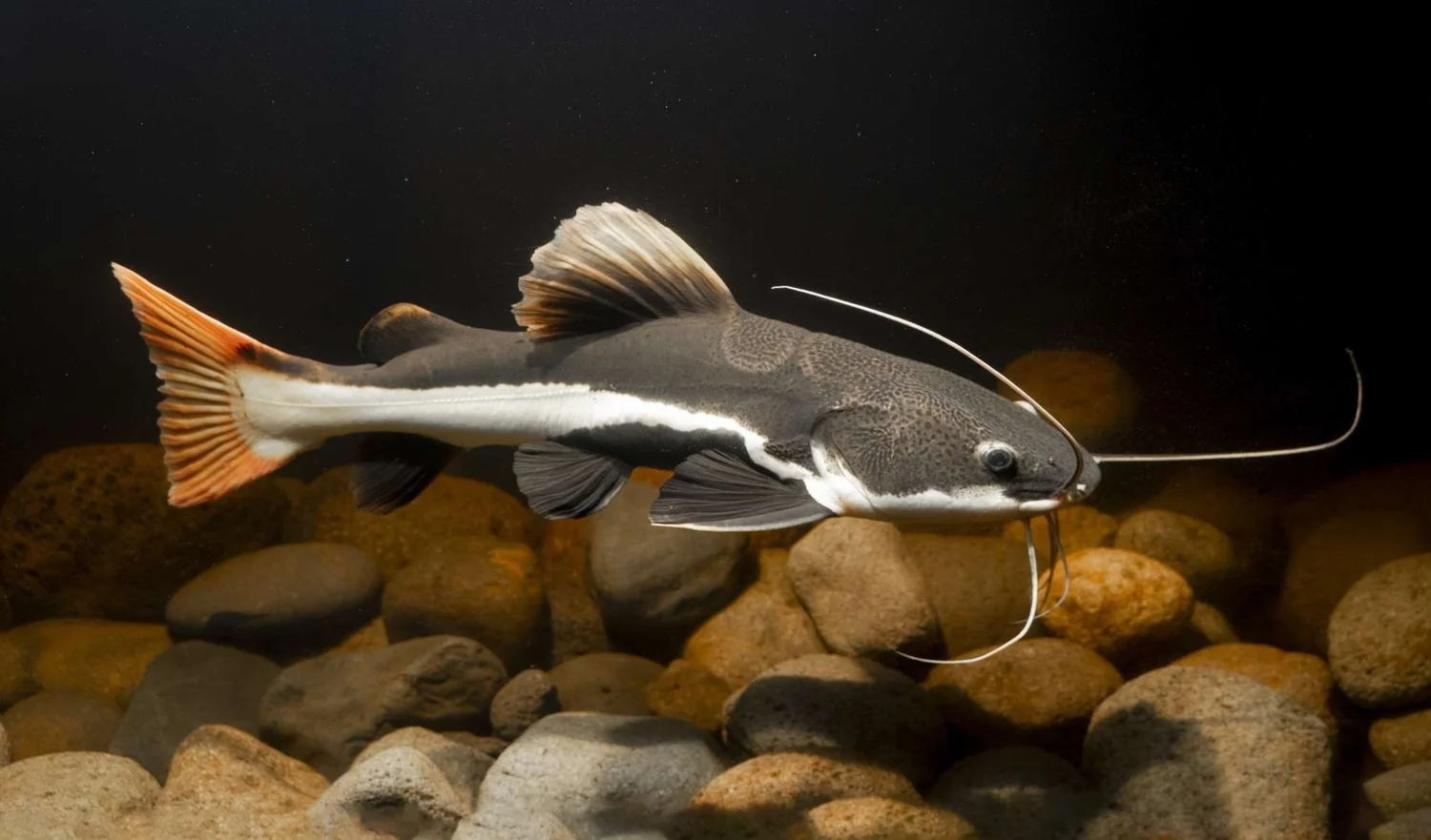 Capital Exotic Fish | Washington’s Home for Specialty Fish, Tanks and ...