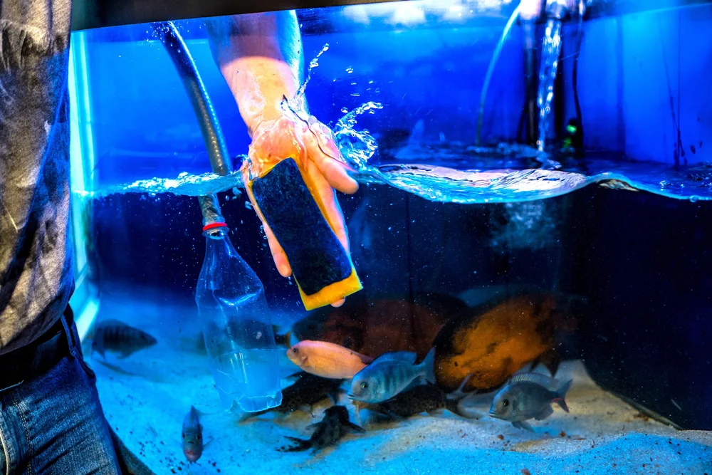 Services — Capital Exotic Fish | Washington’s Home for Specialty Fish ...