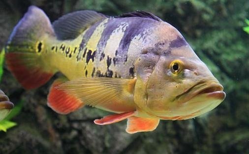 February’s Fish of the Month: Peacock Bass — Capital Exotic Fish ...