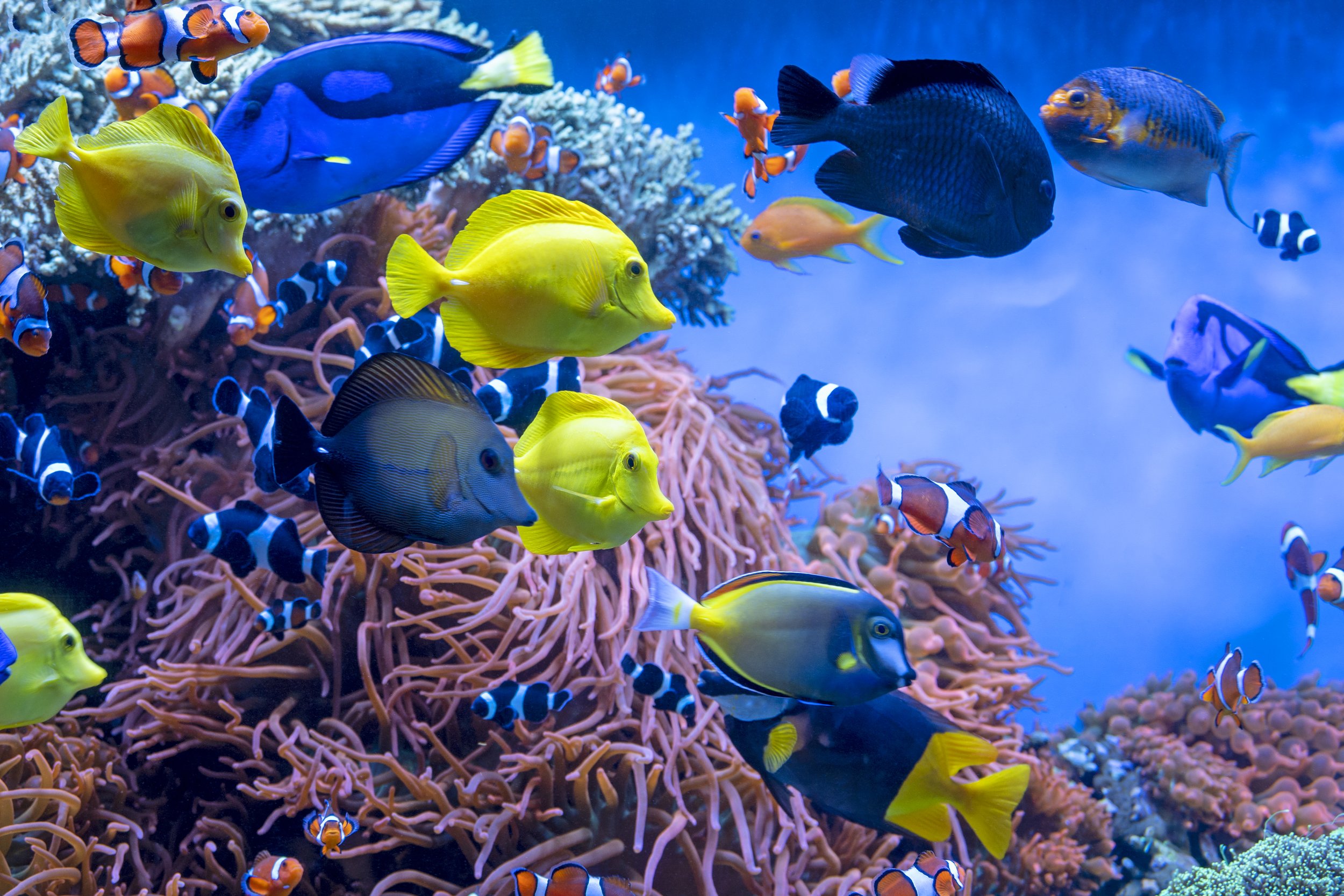 Maintenance — Capital Exotic Fish | Washington’s Home for Specialty ...