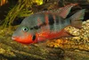 Our Story — Capital Exotic Fish | Washington’s Home for Specialty Fish ...