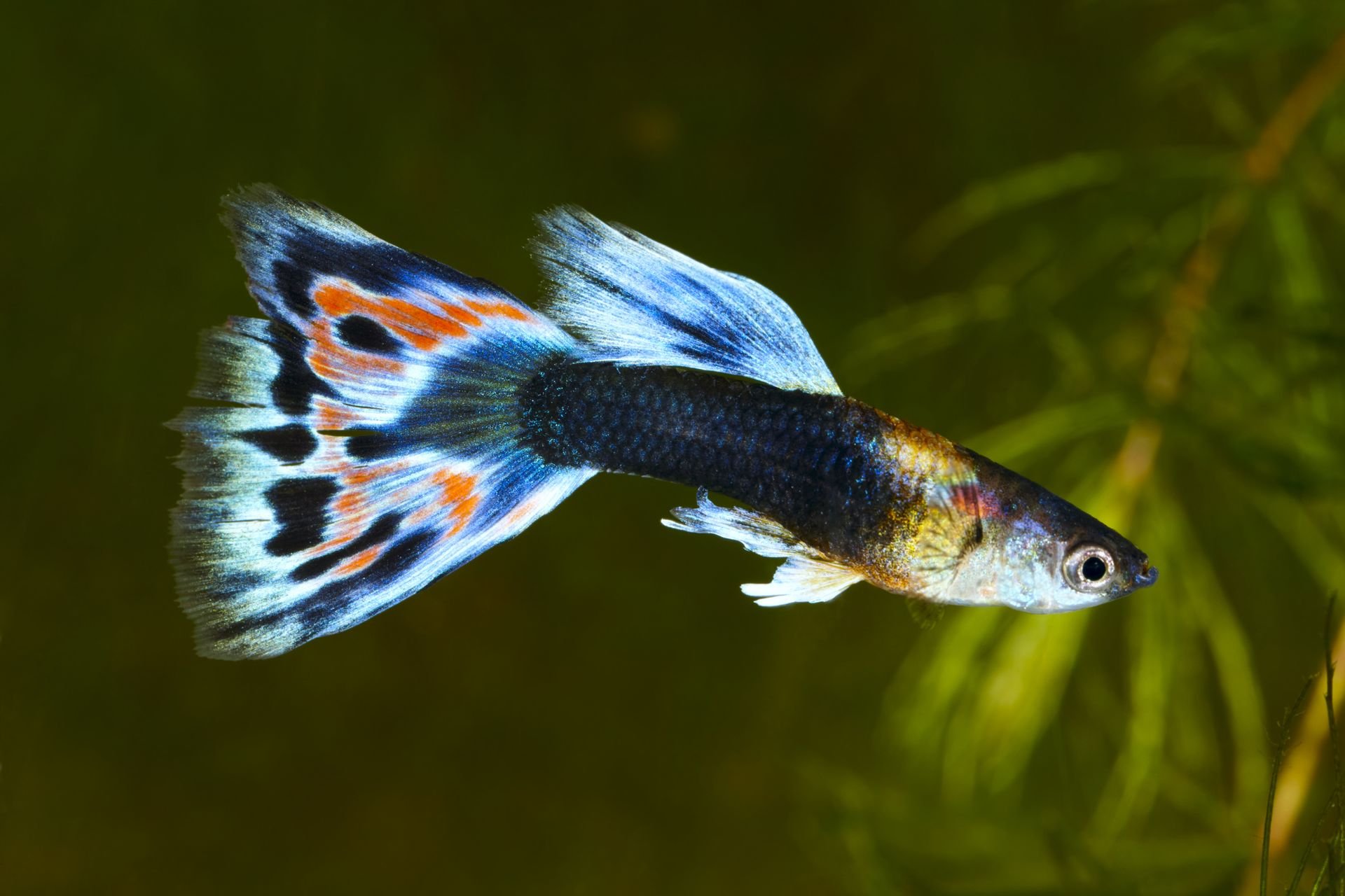 Capital Exotic Fish | Washington’s Home for Specialty Fish, Tanks and ...