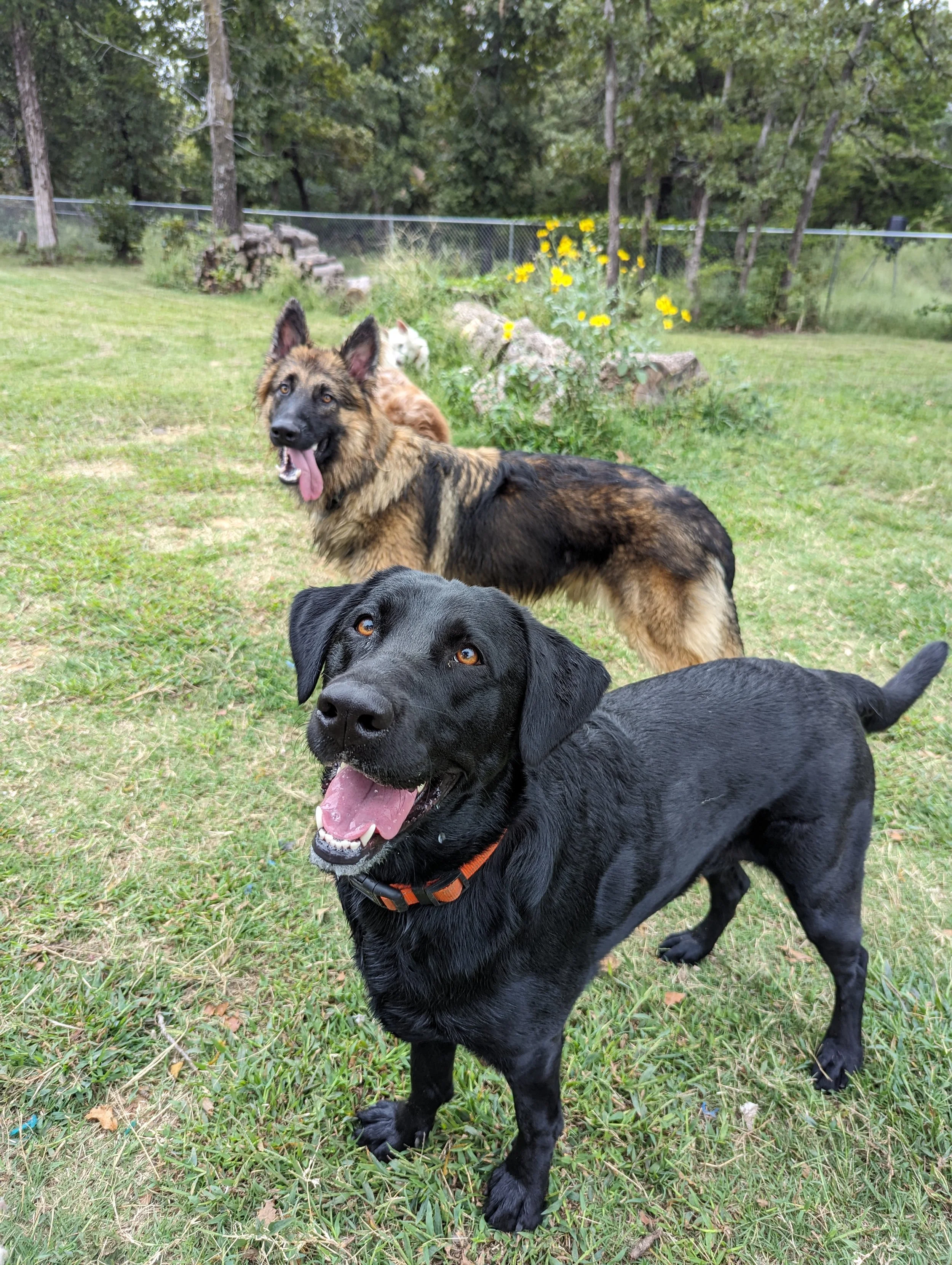 Dirt Road Dogs Boarding, Daycare and Training