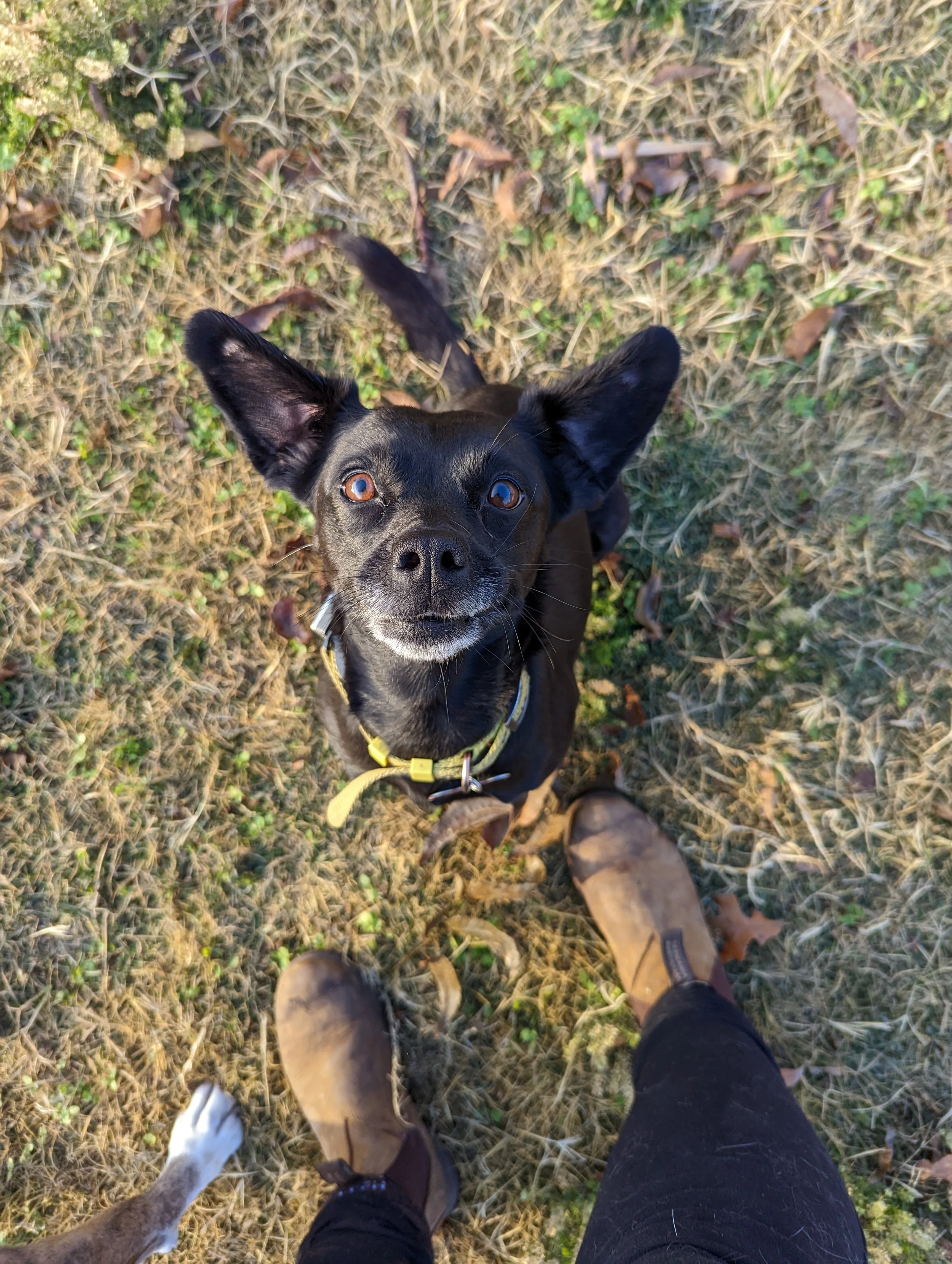 Rates — Dirt Road Dogs Boarding & Daycare