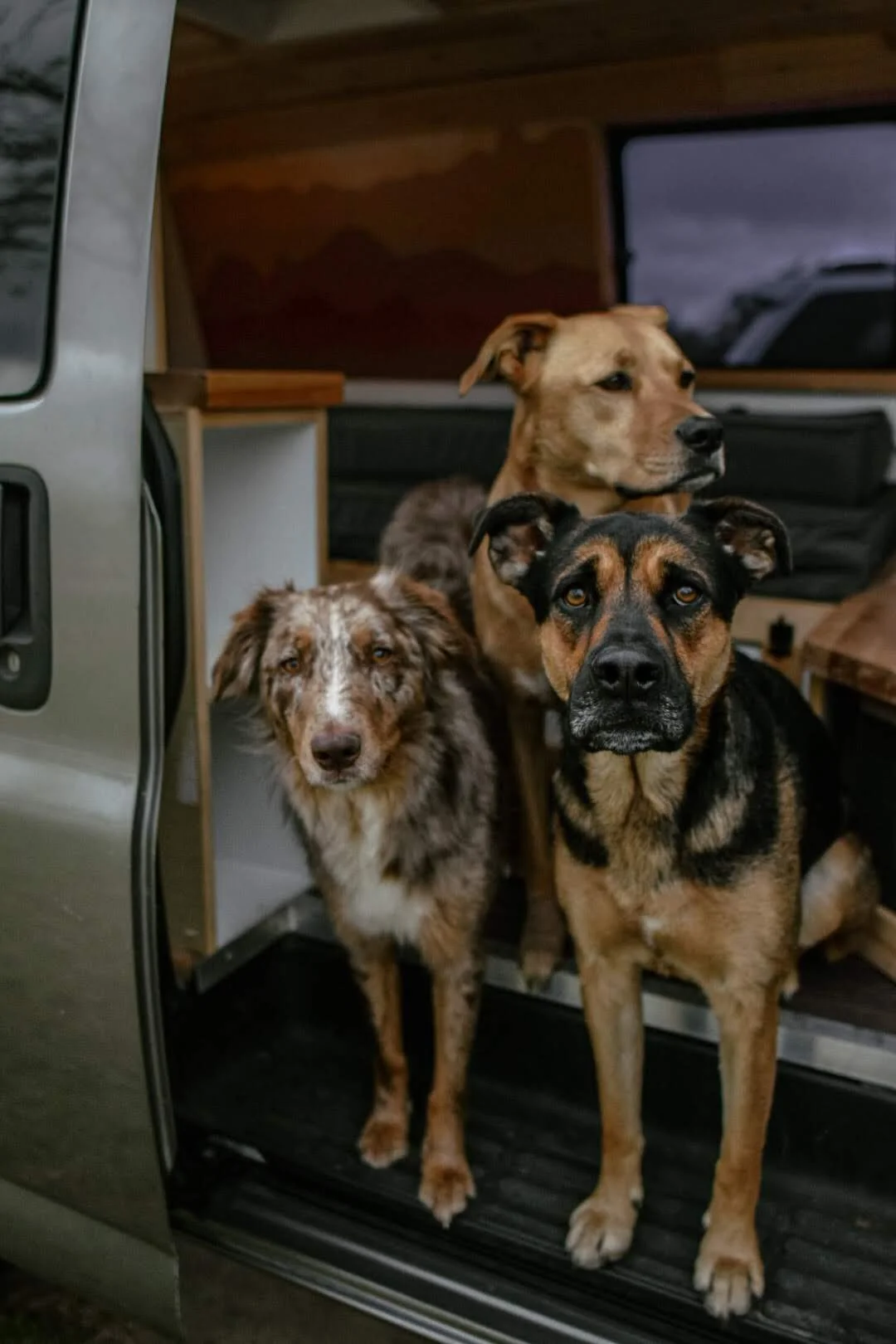 Dirt Road Dog Rides — Dirt Road Dogs Boarding & Daycare