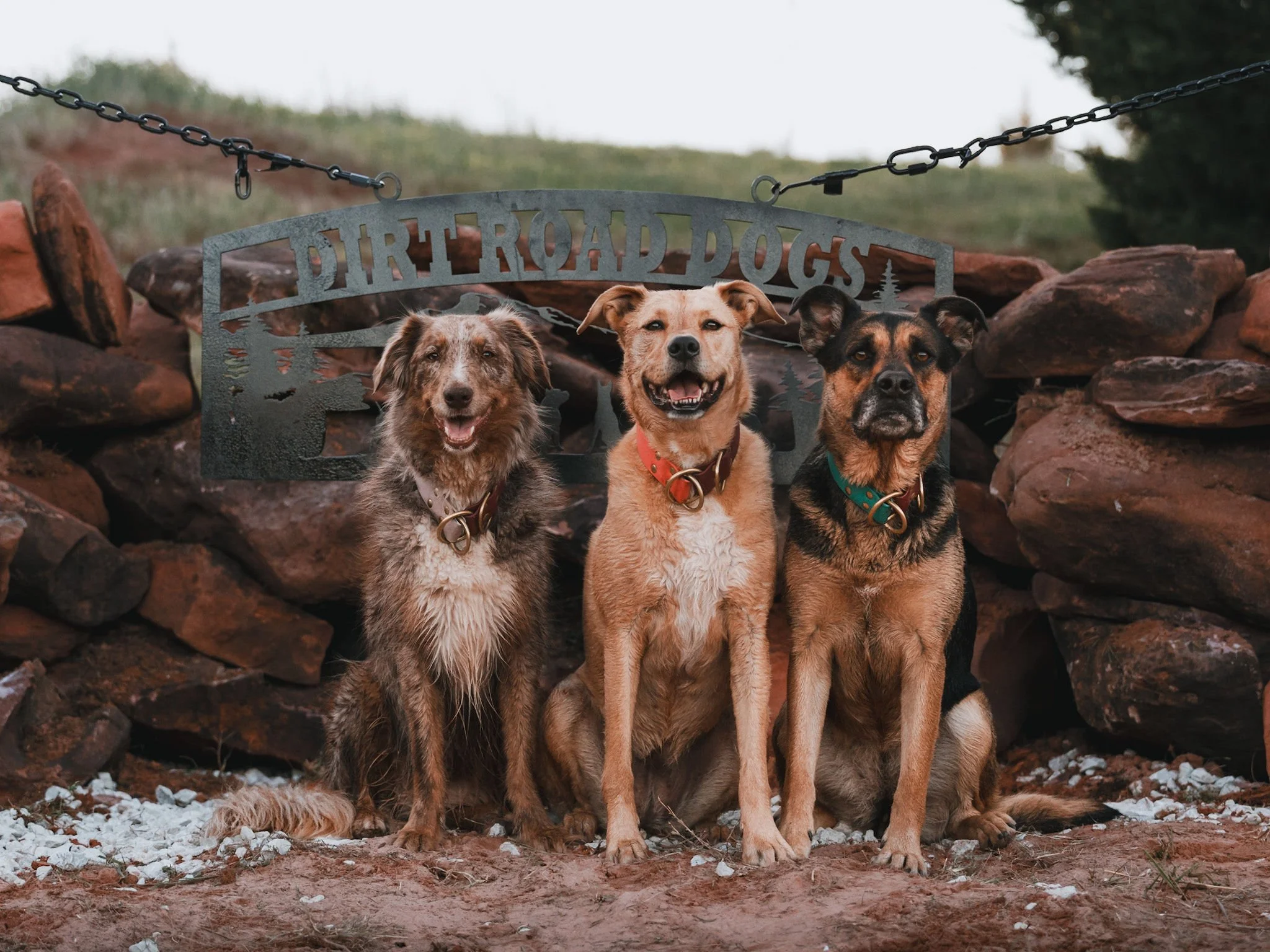 Dirt Road Dogs Boarding, Daycare and Training