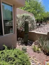 Cactus Rescue | Save & Rehome Cacti Today — Tucson Cactus and Succulent ...