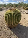 Cactus Rescue | Save & Rehome Cacti Today — Tucson Cactus and Succulent ...