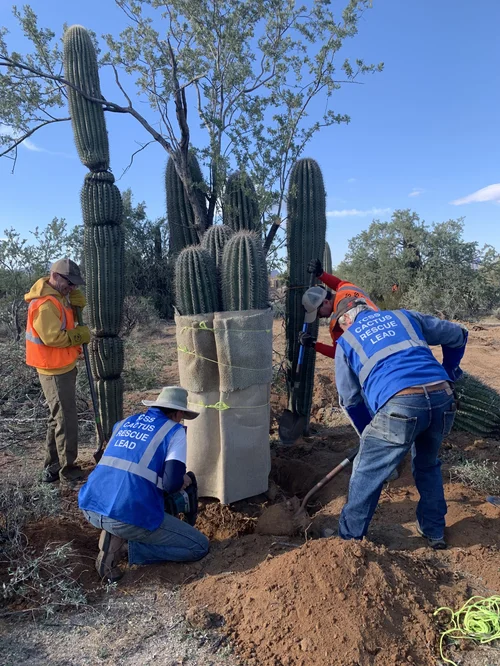 Cactus Rescue | Save & Rehome Cacti Today — Tucson Cactus and Succulent ...