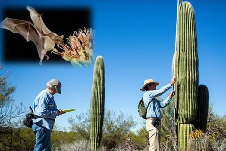 Research — Tucson Cactus and Succulent Society