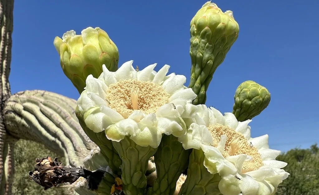 Tucson Cactus and Succulent Society | Explore Cacti & Succulents Today