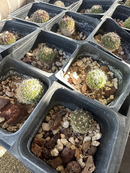 Tucson Cactus and Succulent Society | Explore Cacti & Succulents Today