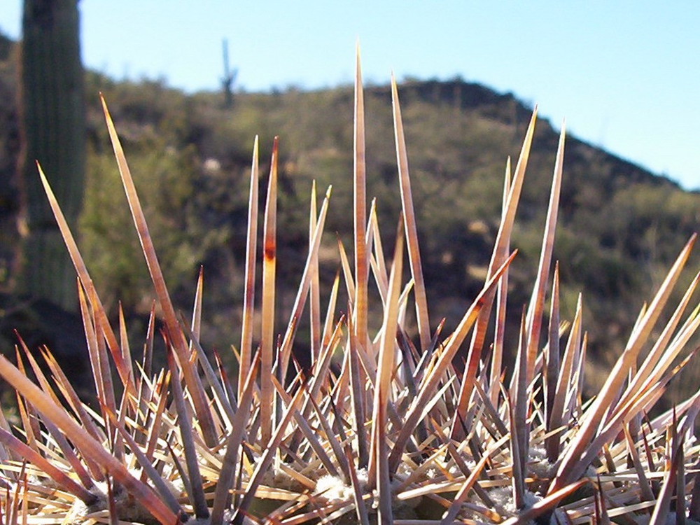 Tucson Cactus and Succulent Society | Explore Cacti & Succulents Today