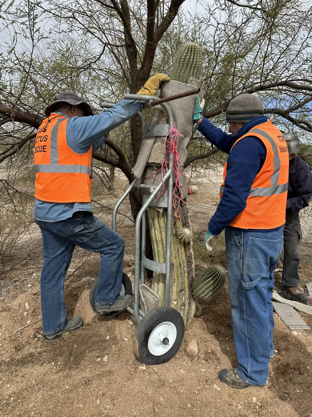 Cactus Rescue | Save & Rehome Cacti Today — Tucson Cactus and Succulent ...