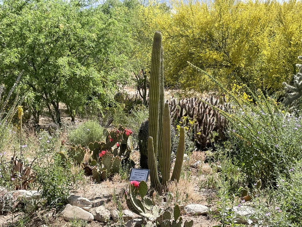 Pima Prickly Park | Discover Prickly Parks Today — Tucson Cactus and ...