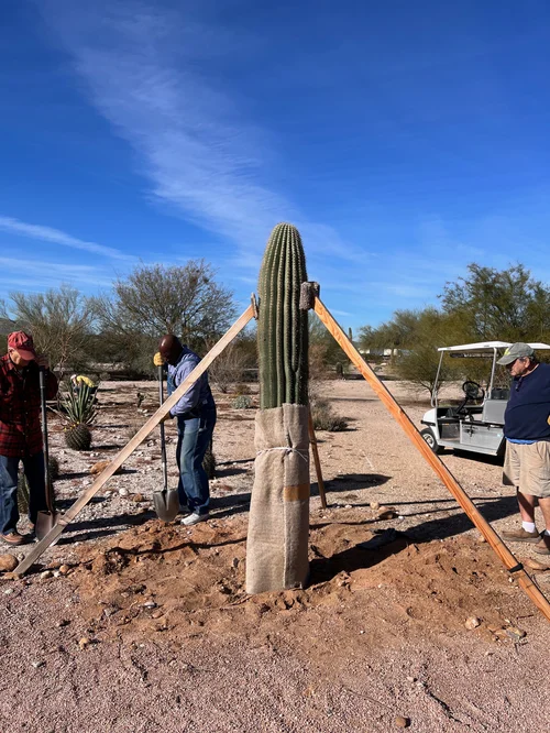 Cactus Rescue | Save & Rehome Cacti Today — Tucson Cactus and Succulent ...