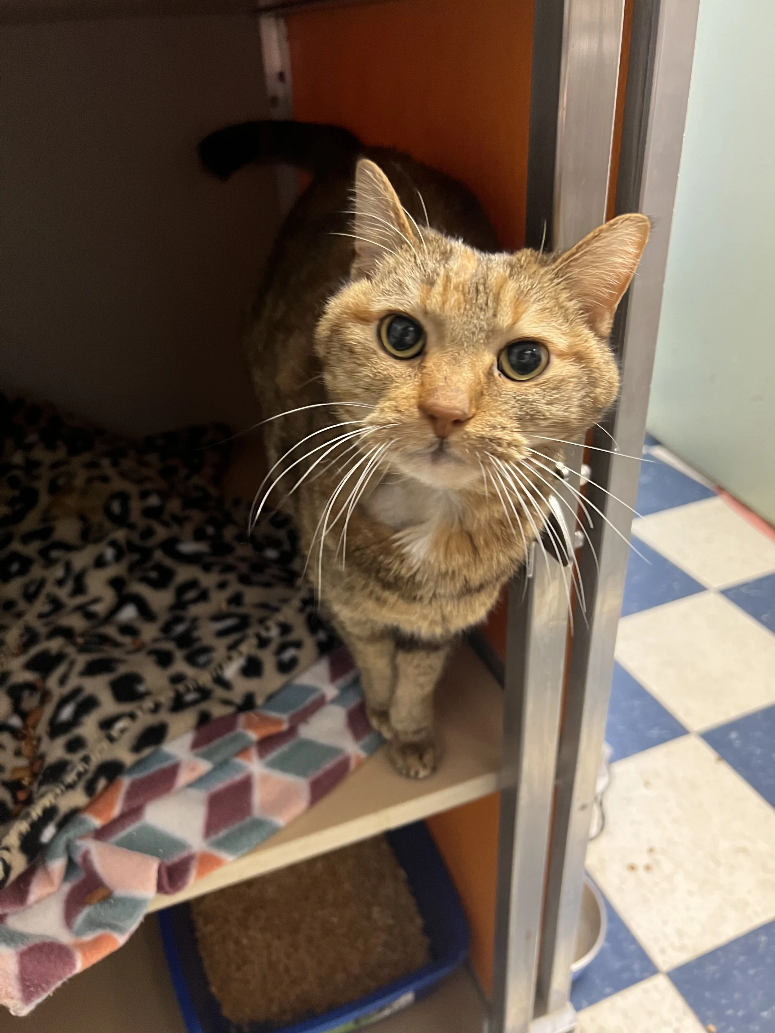 Adoptions — Angel Paws Utah