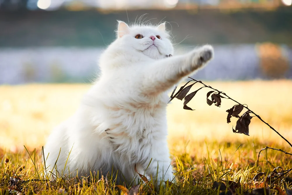 Veterinary — Angel Paws Utah