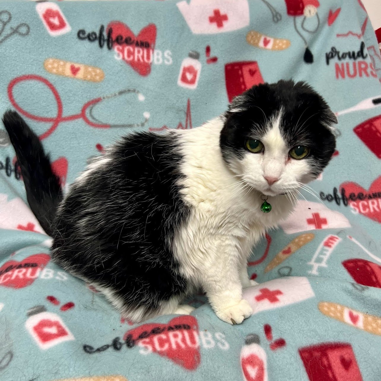 Adoptions — Angel Paws Utah