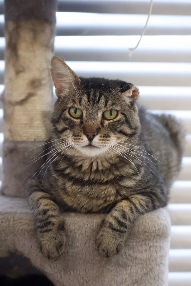 Adoptions — Angel Paws Utah