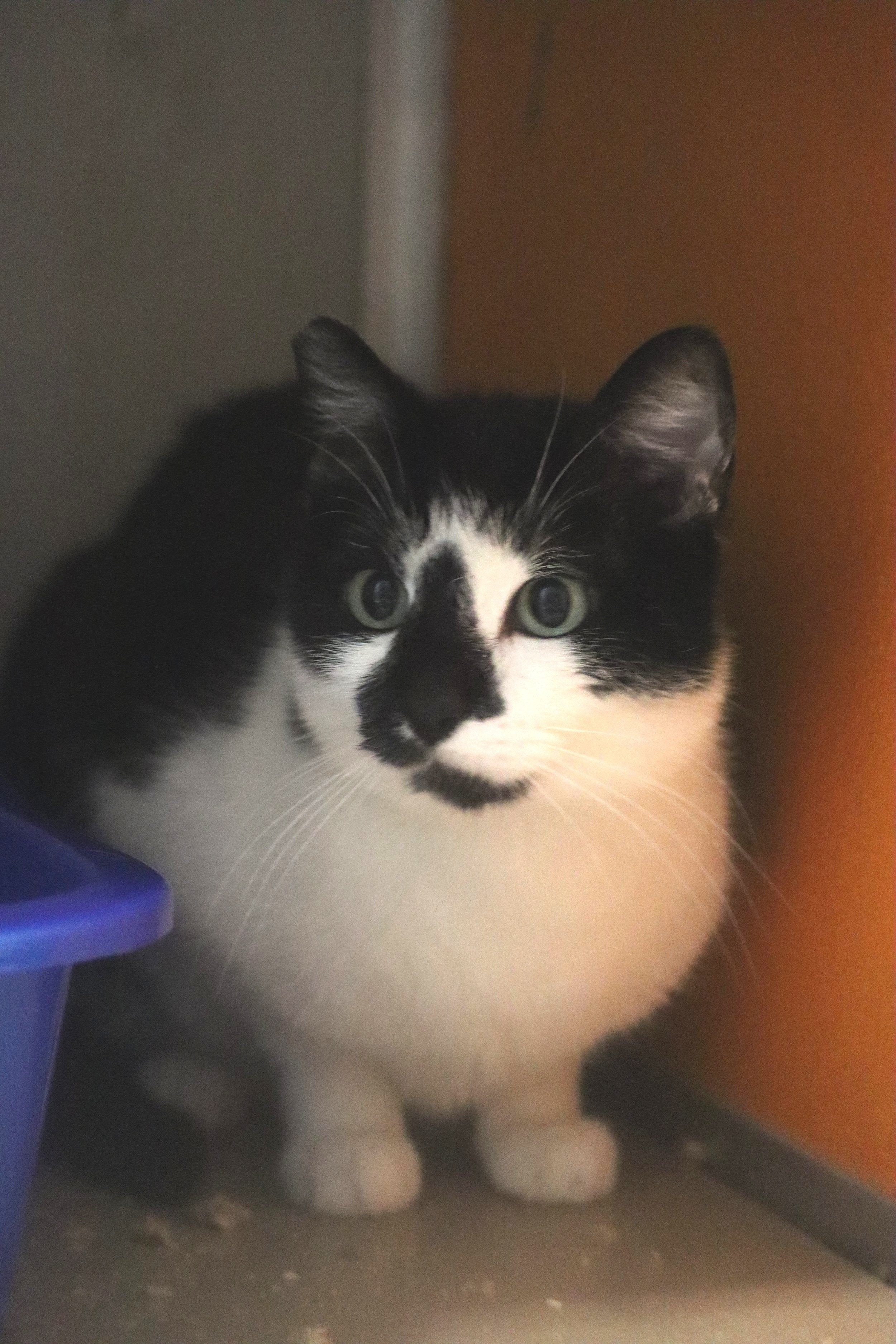 Adoptions — Angel Paws Utah