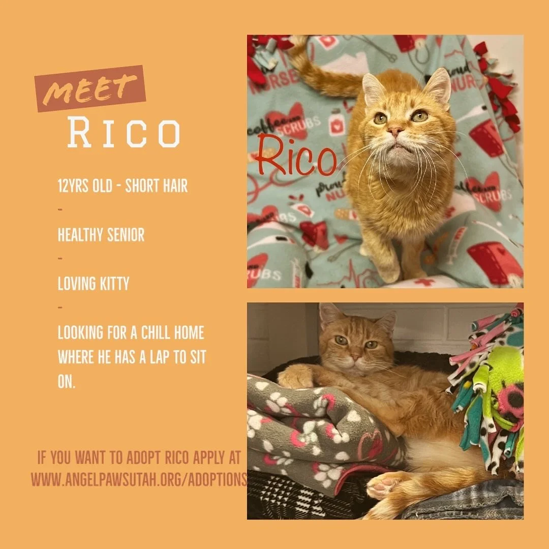 Adoptions — Angel Paws Utah