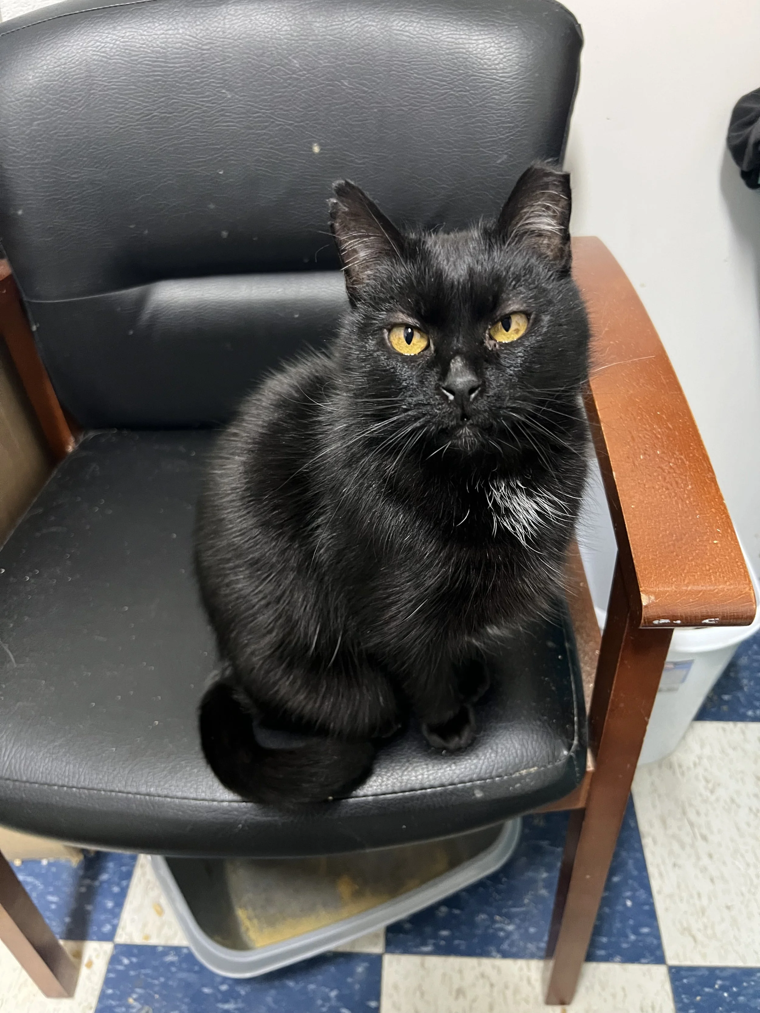 Veterinary — Angel Paws Utah