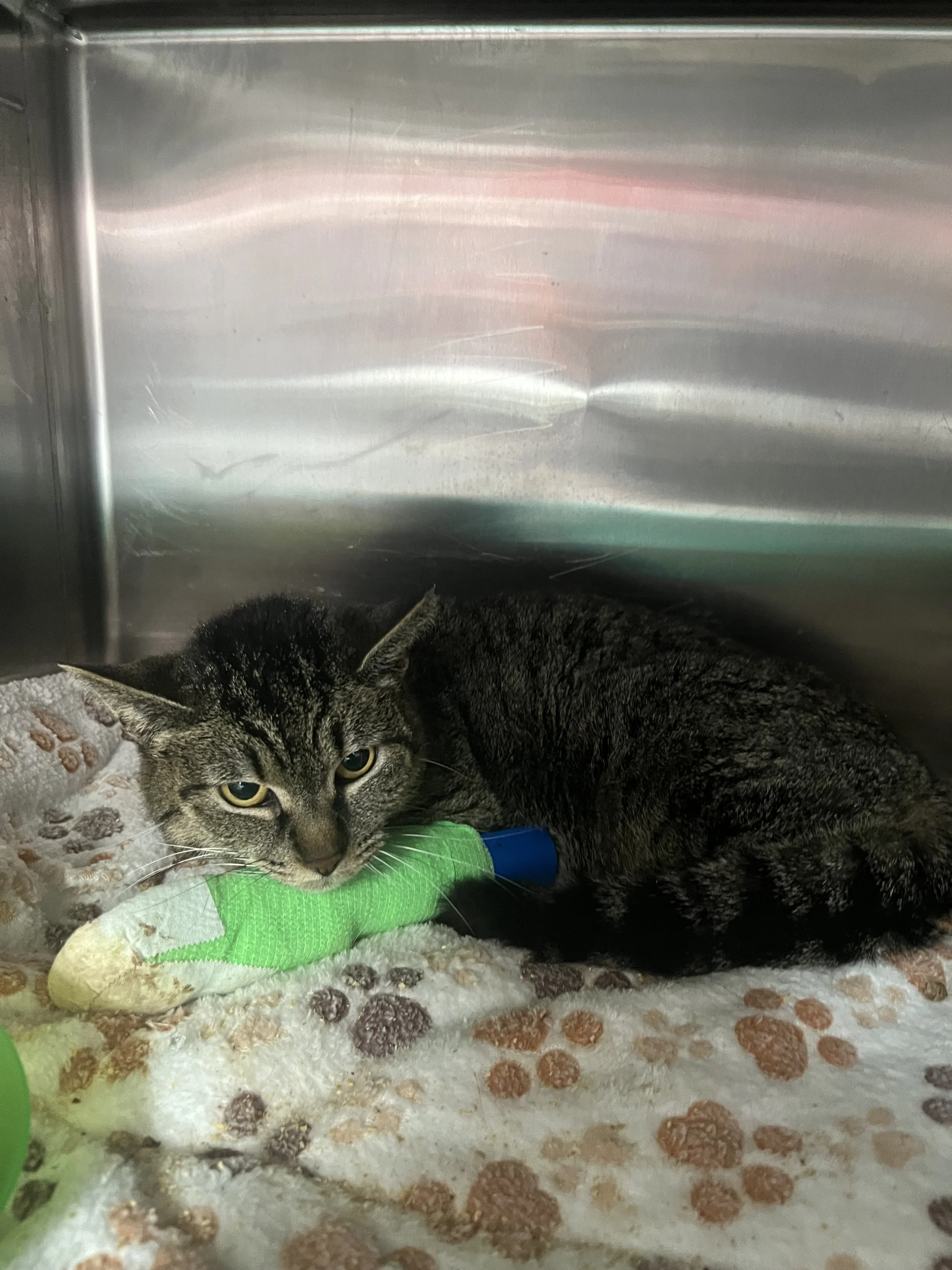 Adoptions — Angel Paws Utah