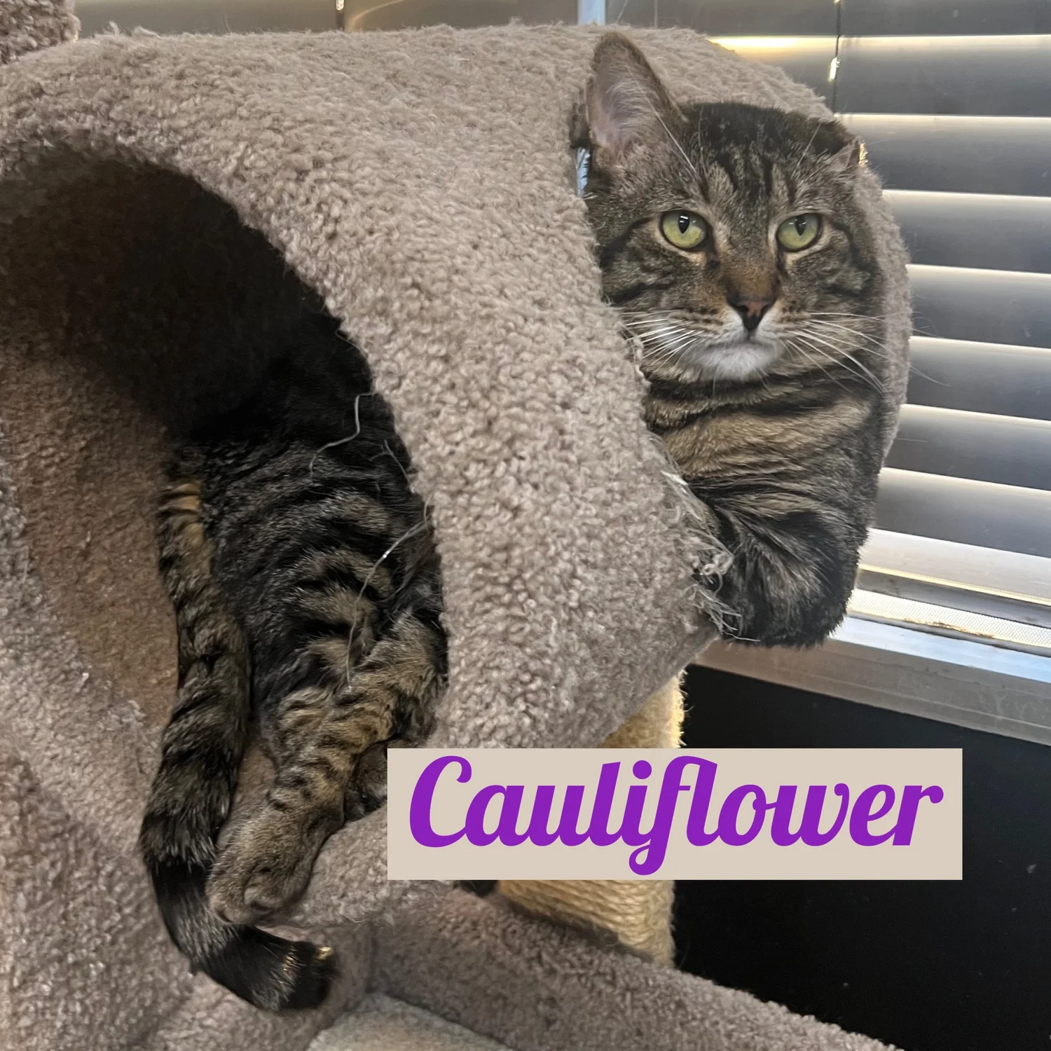 Adoptions — Angel Paws Utah